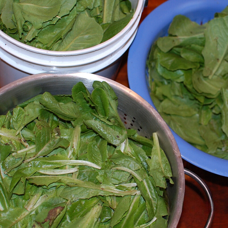 The Best Way to Use Up Lots of Lettuce - Roots & Boots