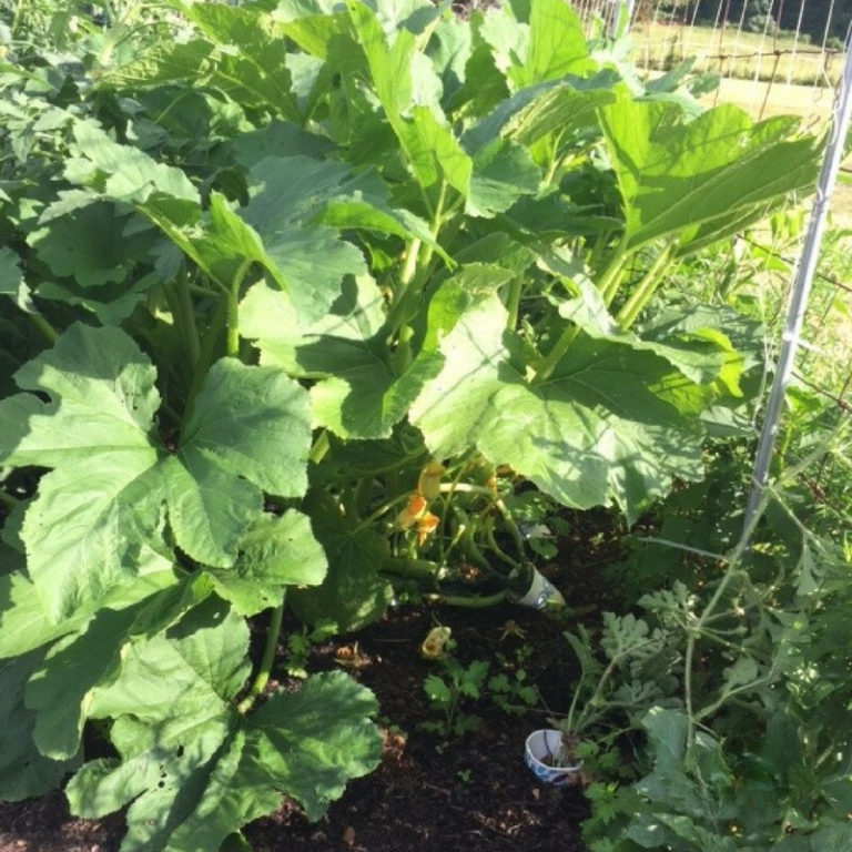 How to Get Rid of Vine Borers for Good - Roots & Boots