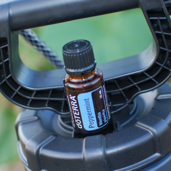 How to Get Rid of Vine Borers for Good - Roots & Boots