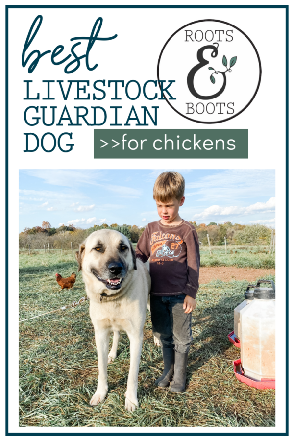 The Best Livestock Guardian Dog for Chickens - Roots & Boots