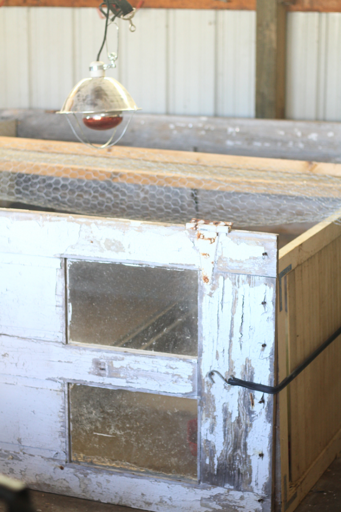 How to Raise Pastured Poultry, Part 1: DIY Brooder Pen - Roots & Boots