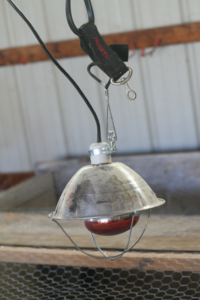 How to Raise Pastured Poultry, Part 1: DIY Brooder Pen - Roots & Boots
