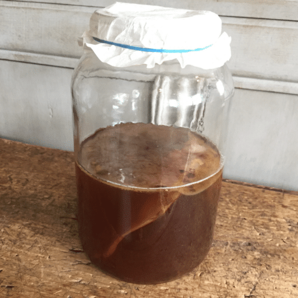 How to Make Kombucha - Roots & Boots
