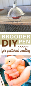 How to Raise Pastured Poultry, Part 1: DIY Brooder Pen - Roots & Boots
