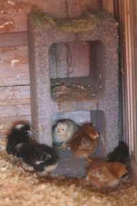 How to Raise Pastured Poultry, Part 1: DIY Brooder Pen - Roots & Boots