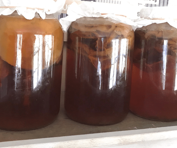 How to Make Kombucha - Roots & Boots