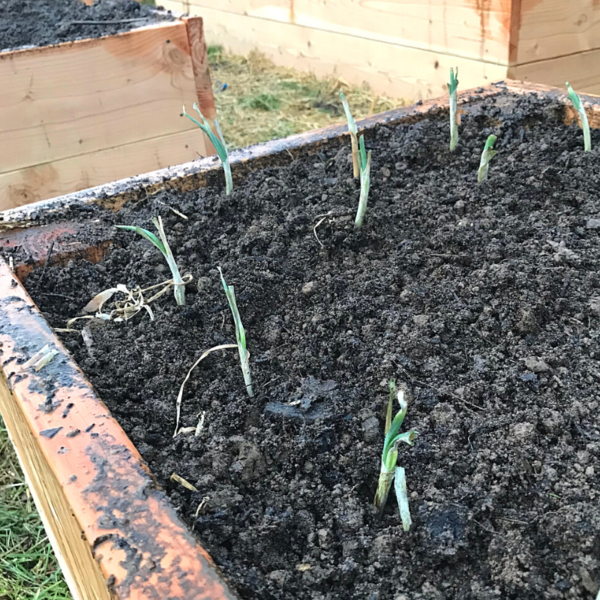 How to Build Hugelkultur Raised Garden Beds - Roots & Boots