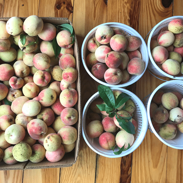Make Your Own Dehydrated Peach Chips - Roots & Boots