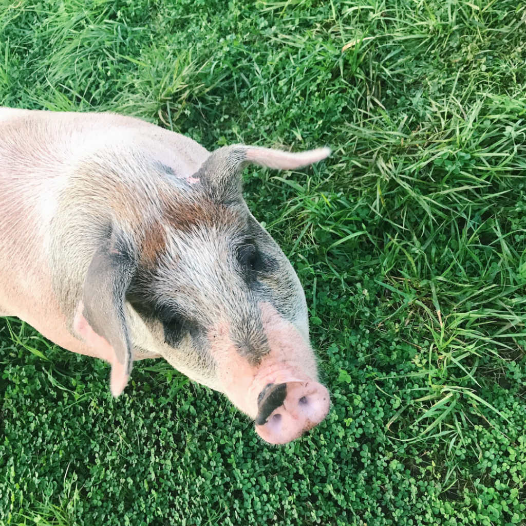 How to Find Local Pastured Meat - Roots & Boots