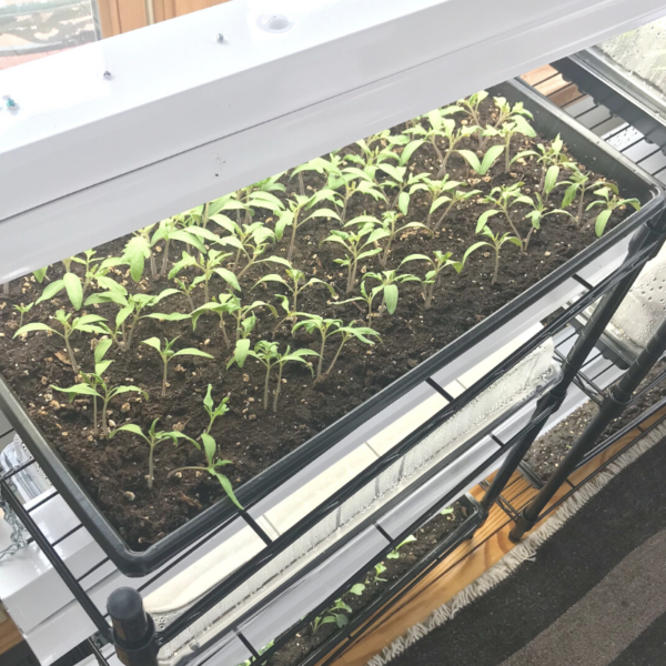 Simple DIY Seed Starting System: Shelves & Lights - Roots & Boots