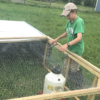 How to Raise Pastured Poultry, Part 2: DIY Chicken Tractor - Roots & Boots