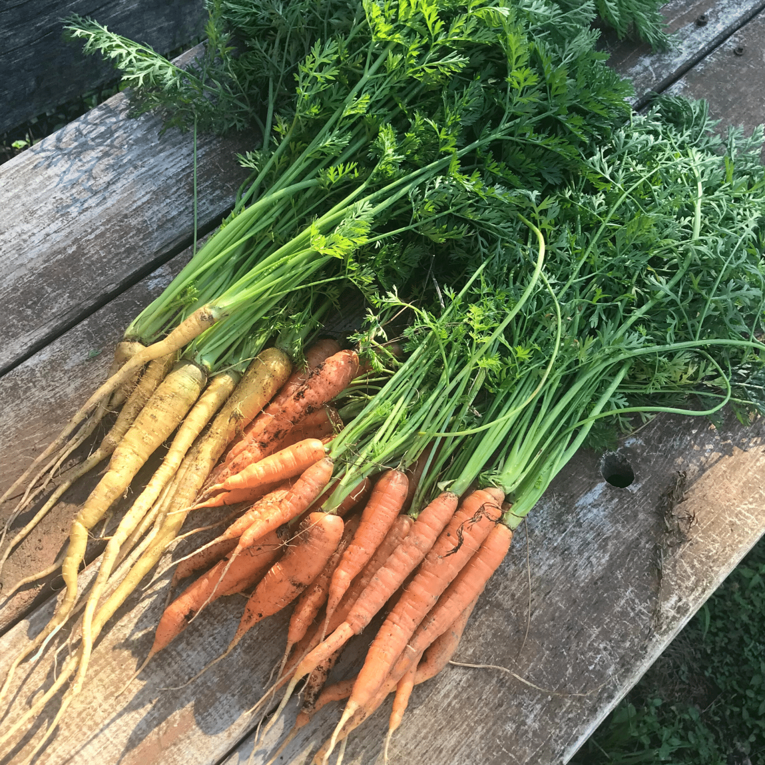 5 Secrets for Growing Better Carrots - Roots & Boots