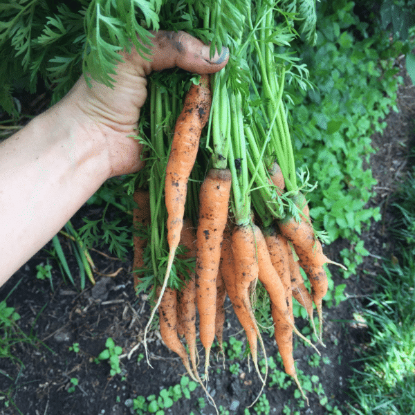5 Secrets for Growing Better Carrots - Roots & Boots