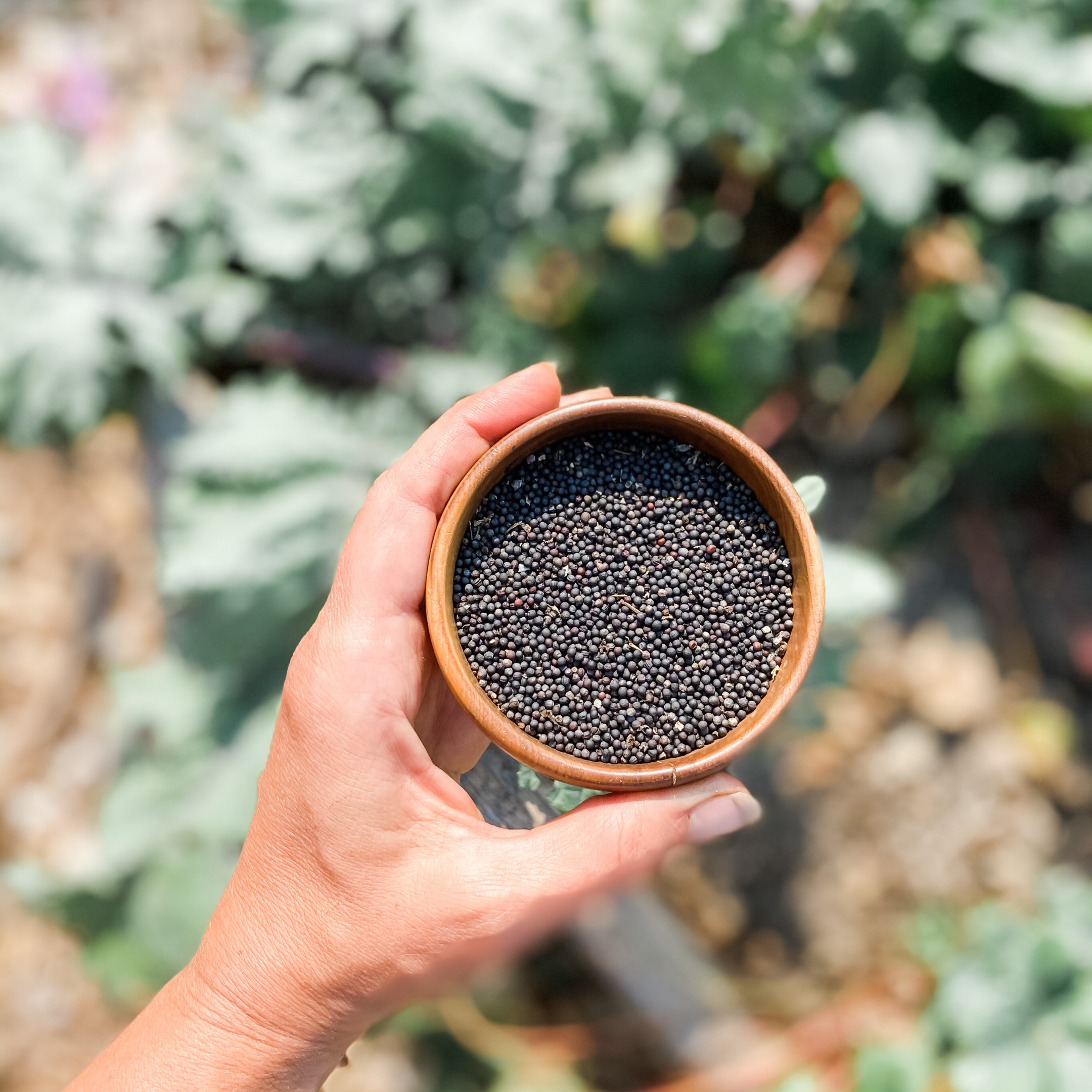 How to Save Kale Seed | Roots & Boots - Roots & Boots