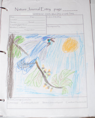 Blue Jay nature journal page - Roots & Boots