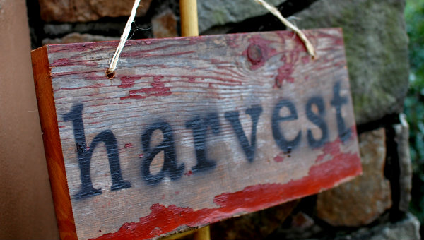 DIY Harvest Sign - Roots & Boots