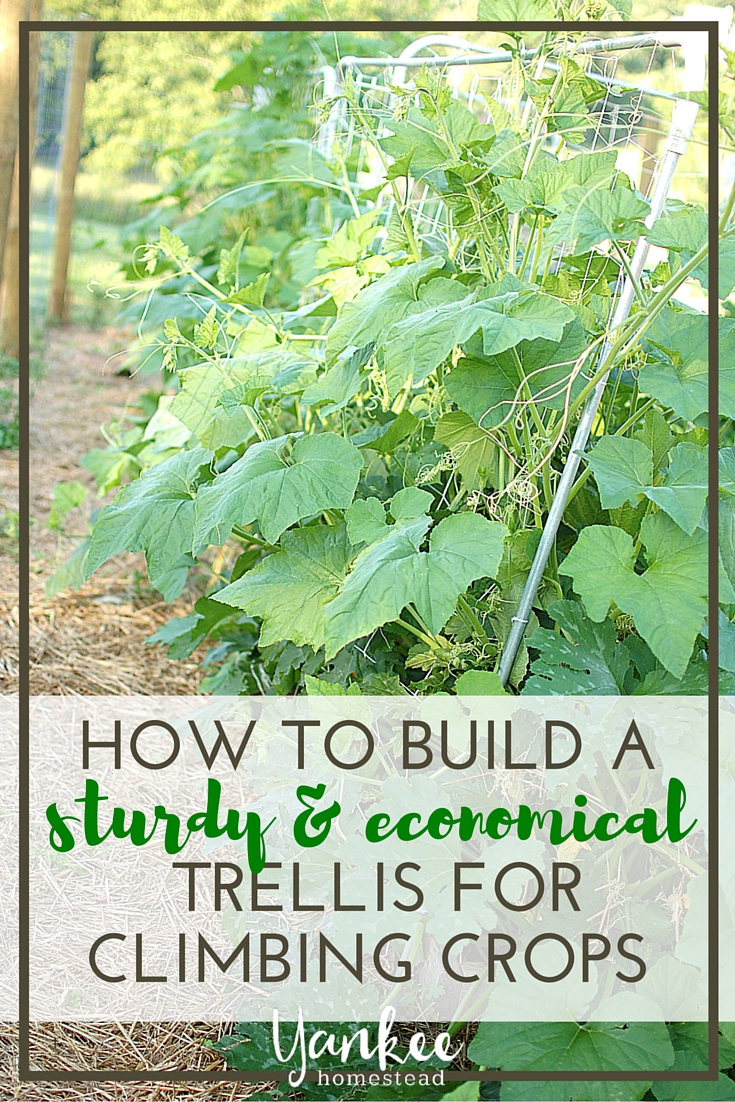 HOW-TO-BUILD-A-TRELLIS-FOR-CLIMBING-CROPS - Roots & Boots