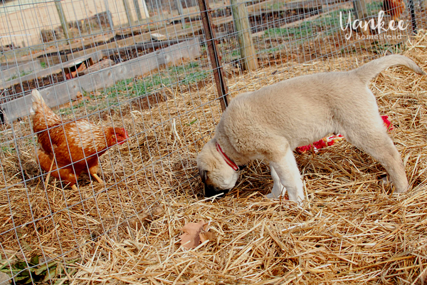 The Best Livestock Guardian Dog for Chickens - Roots & Boots