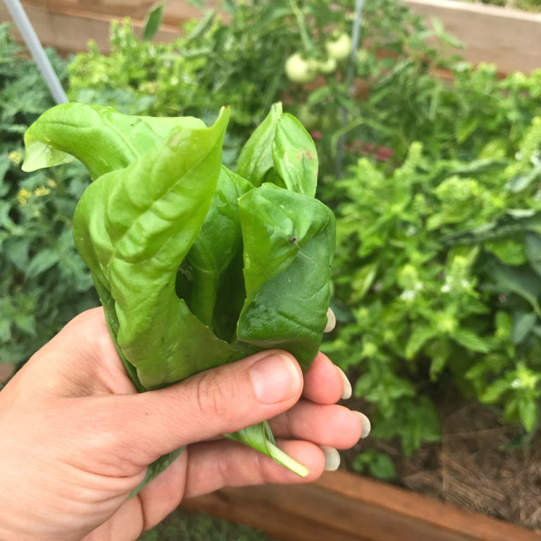 25 Ways to Use Fresh Basil - Roots & Boots