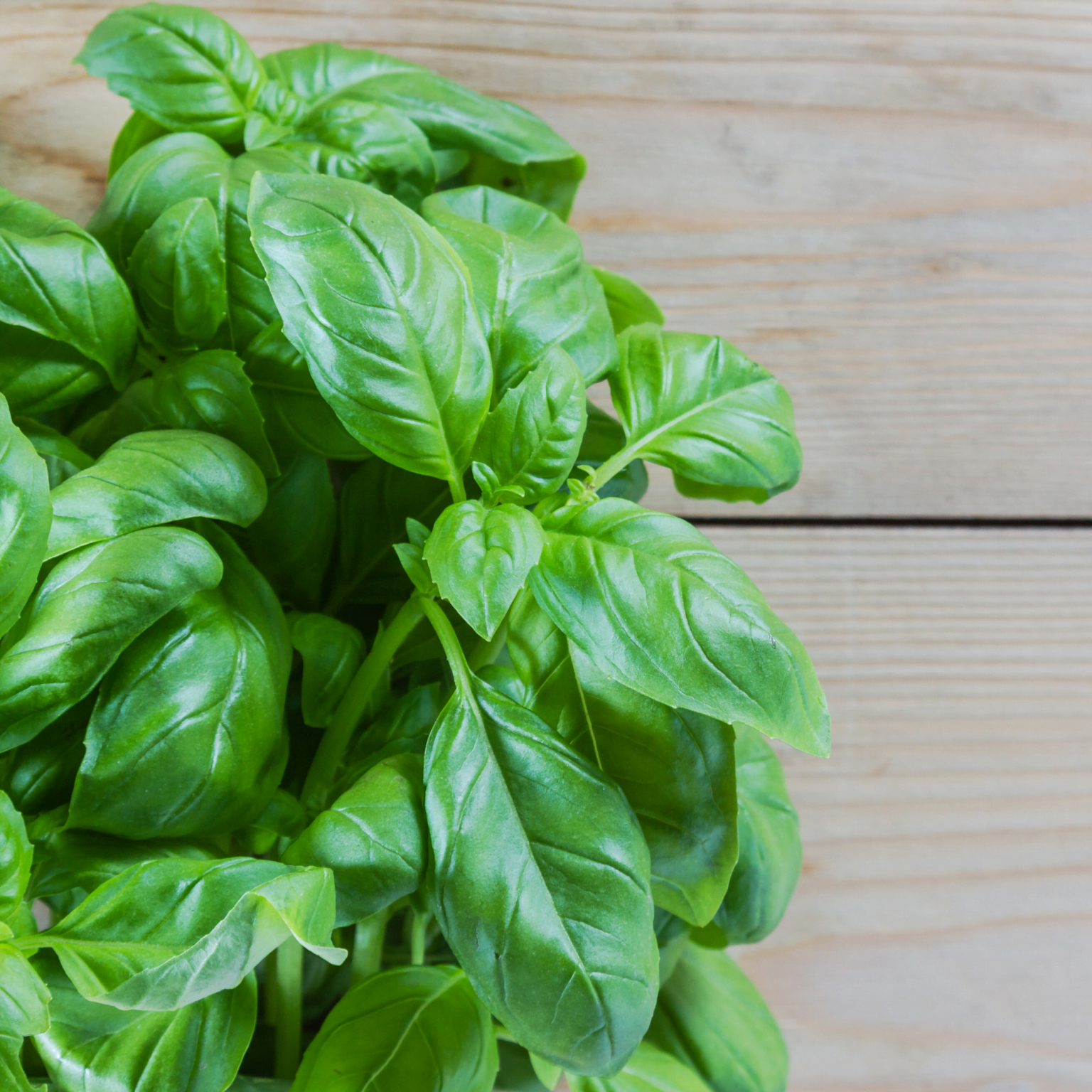 How to Prune Basil for the Best Flavor - Roots & Boots