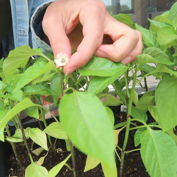 How to Pinch Pepper Plants (and why) - Roots & Boots
