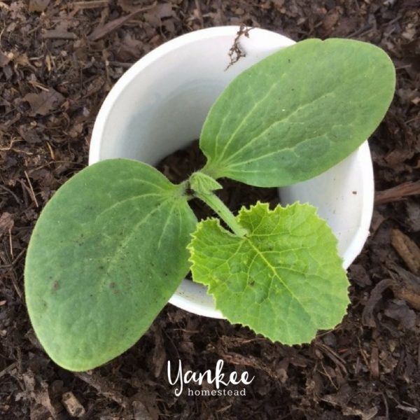 How to Get Rid of Vine Borers for Good - Roots & Boots