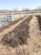 The Best Way to Keep Your Vegetable Garden Watered - Roots & Boots