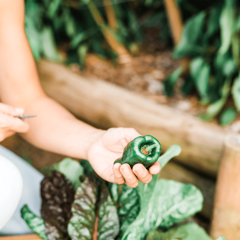 How to Grow an Entire Year's Supply of Peppers - Roots & Boots