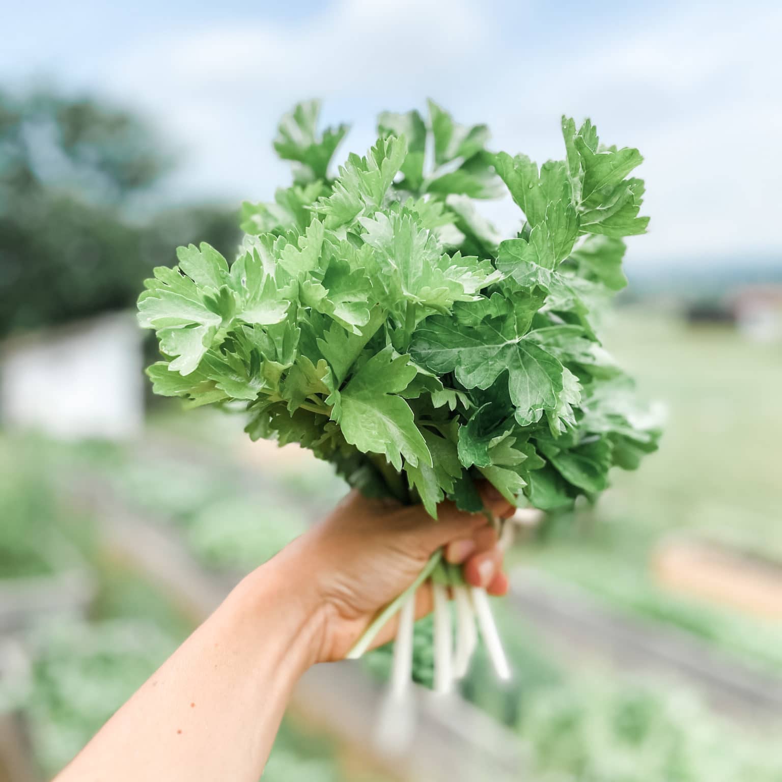 12 Best Veggies for Your Spring Garden - Roots & Boots