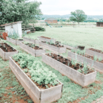 12 Best Veggies for Your Spring Garden - Roots & Boots