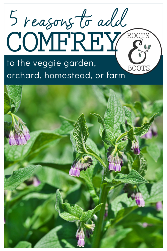 5 Reasons to Add Comfrey to the Vegetable Garden or Orchard - Roots & Boots