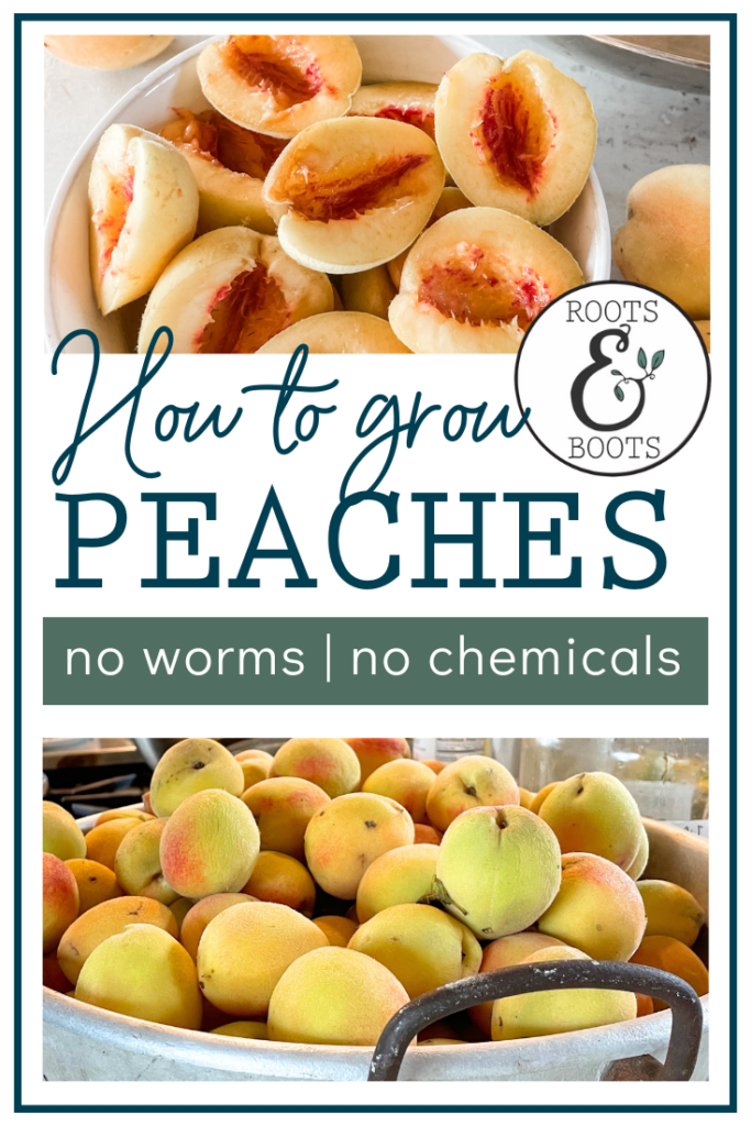 How to Grow Worm-Free Peaches Without Pesticides - Roots & Boots