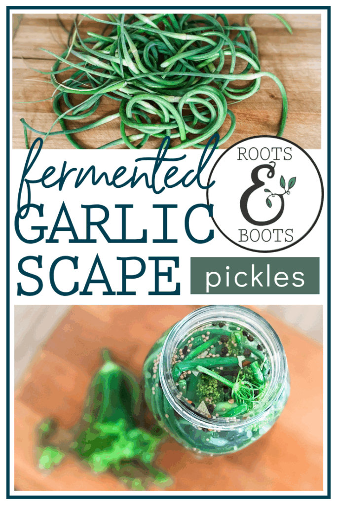 Fermented Garlic Scape Pickles - Roots & Boots